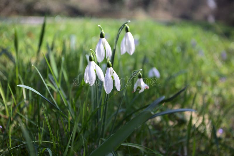 White Bell Flowers in the Grass Stock Image - Image of celebrations ...
