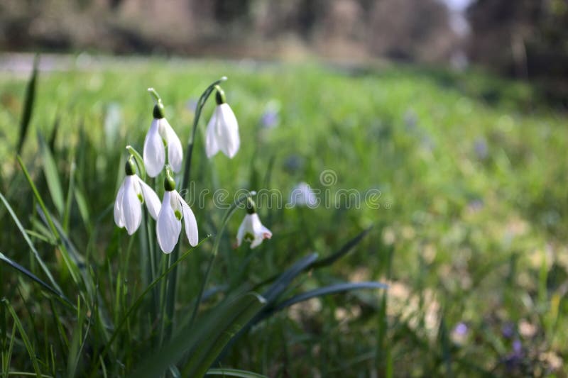 White Bell Flowers in the Grass Stock Image - Image of bloom, branch ...