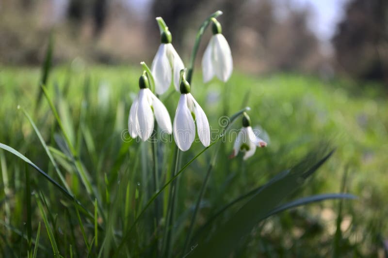 White Bell Flowers in the Grass Stock Photo - Image of freshness ...
