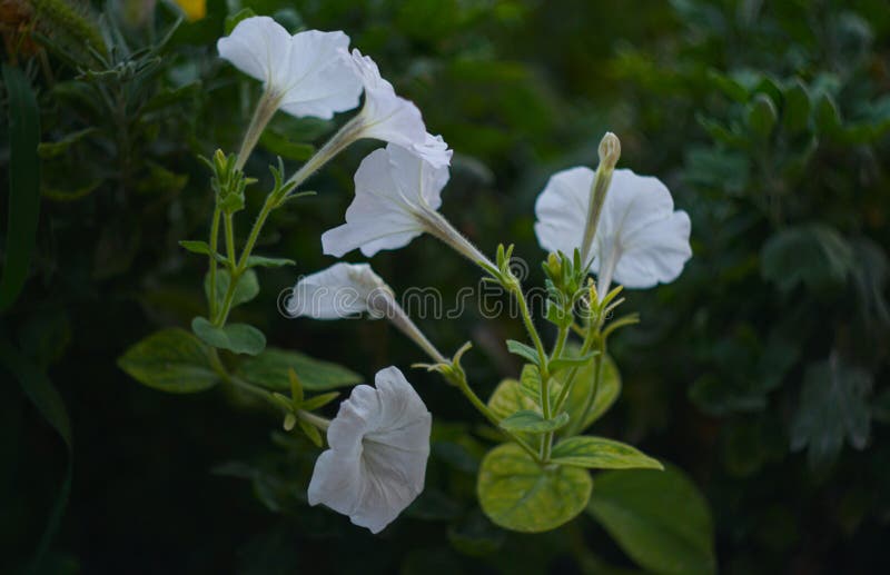 White bell flowers stock photo. Image of botany, bouquet - 322487288
