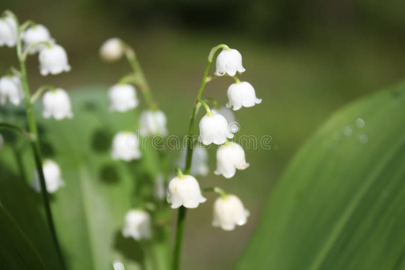 White bell flowers stock photo. Image of petai, summer - 50632114