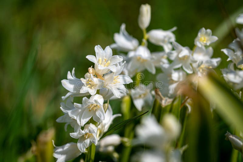 Whitebell Flowers in Spring Stock Photo - Image of botanical, primrose ...