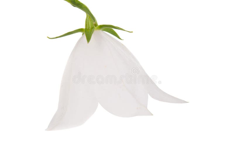 White bell isolated stock image. Image of blossom, closeup - 26616847