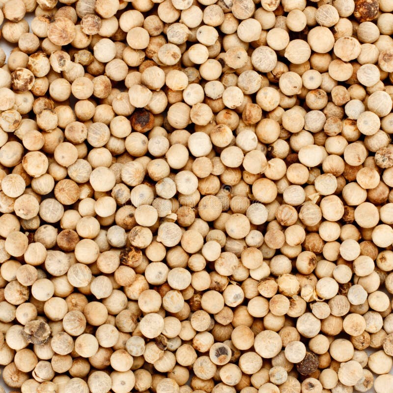 White Bell Heather Erica Gracilis Alba with Bell-shaped White Flowers ...