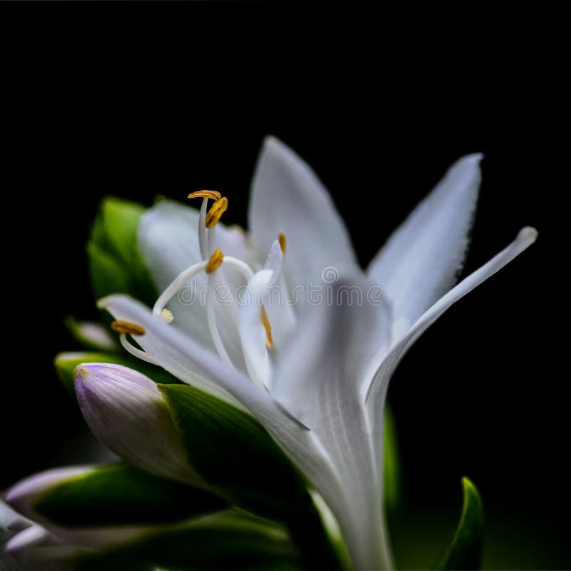 White Bell Shaped Flower with Stamen and Pollen on a Black Background ...