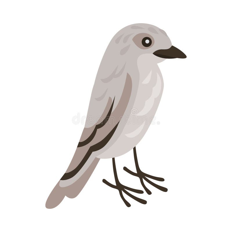 White Bellbird Stock Illustrations – 4 White Bellbird Stock ...