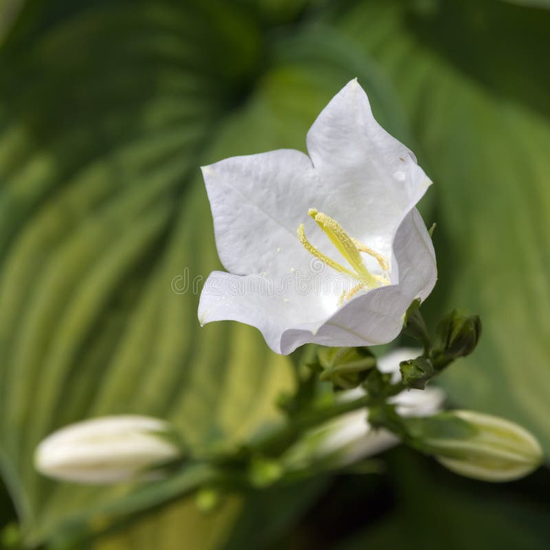White Bellflower (Campanula). Stock Image - Image of garden, blossom ...