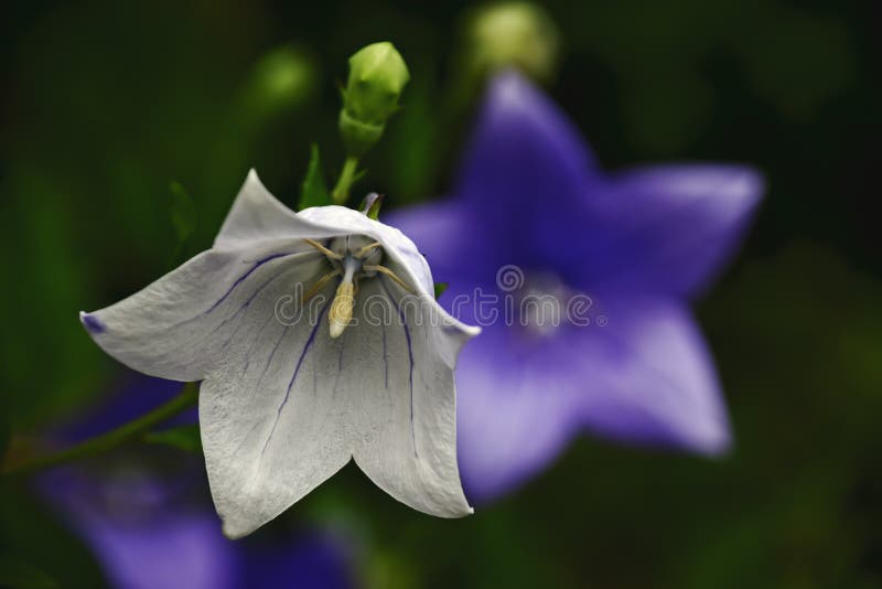 White bellflower Campanula stock photo. Image of blue - 96579350