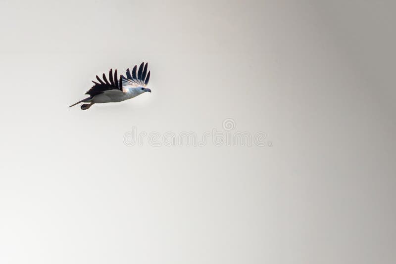 A White Bellied Eagle in Flight with Horizontal Wings Stock Photo ...