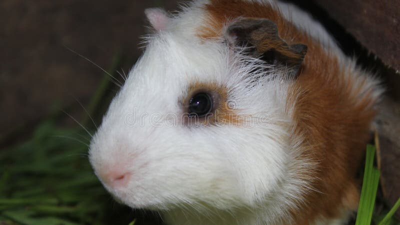 White bellied marmot stock photo. Image of marmot, beautiful - 234322180