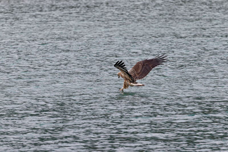 White-bellied Sea Eagle Catching a Bird from the Sea Stock Image ...