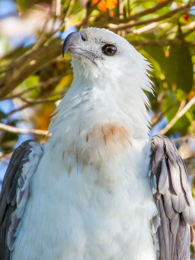 White-bellied Sea Eagle in Queensland Australia Stock Image - Image of ...