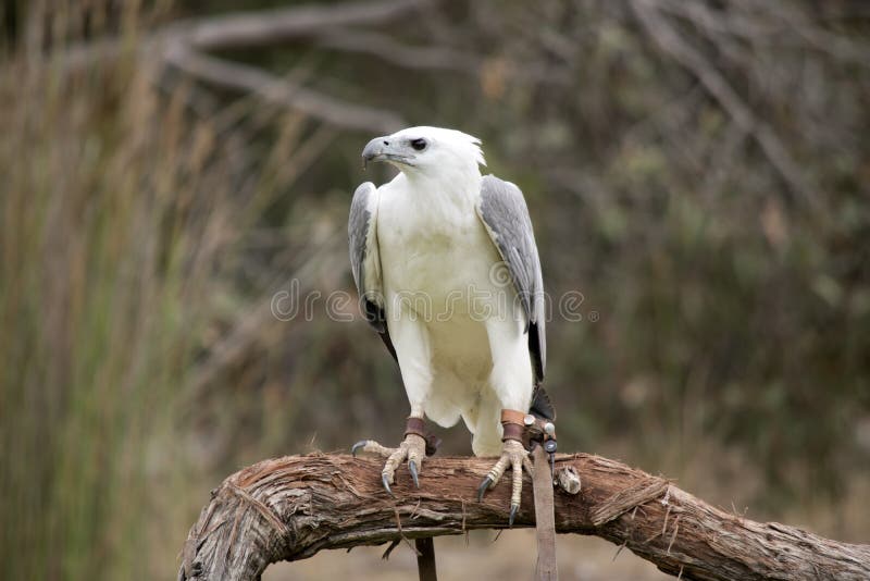 The White-bellied Sea-Eagle is the Second Largest Raptor Found in ...