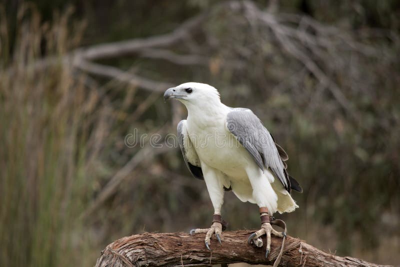 The White-bellied Sea-Eagle is the Second Largest Raptor Found in ...