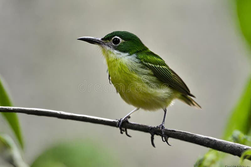 Graceful White-bellied Tody-Tyrant Resting on Tree Branch Stock ...