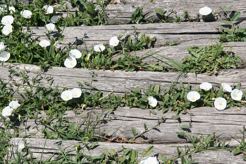 White Bells Growing between Boards of a Wooden Pavement Stock Image ...