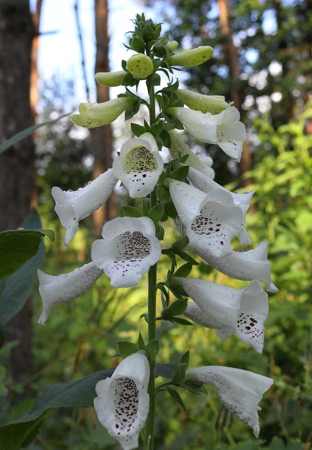 White Bells in Summer in a Field in the Woods Stock Image - Image of ...