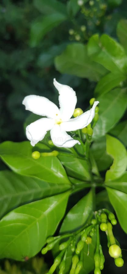 10,514 Picture Belly Flower Stock Photos - Free & Royalty-Free Stock ...