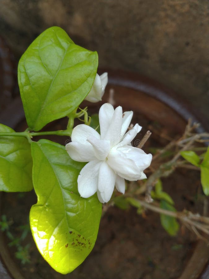 White Belly Jasmine Flower Closeup Stock Image - Image of artwork ...