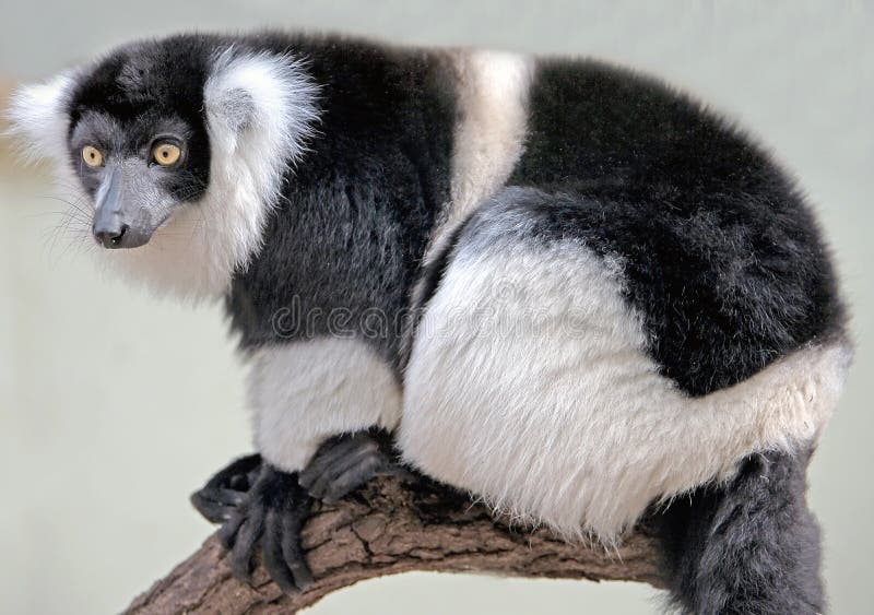 White-belted Ruffed Lemur 1 Stock Image - Image of stare, ruffed: 4452757