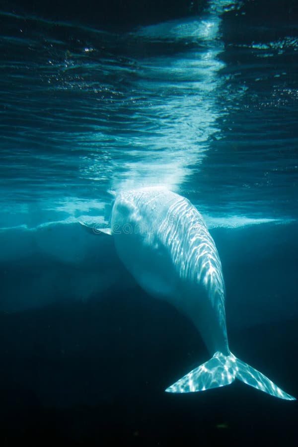 Beluga whale tail stock photo. Image of arctic, belugas - 104872