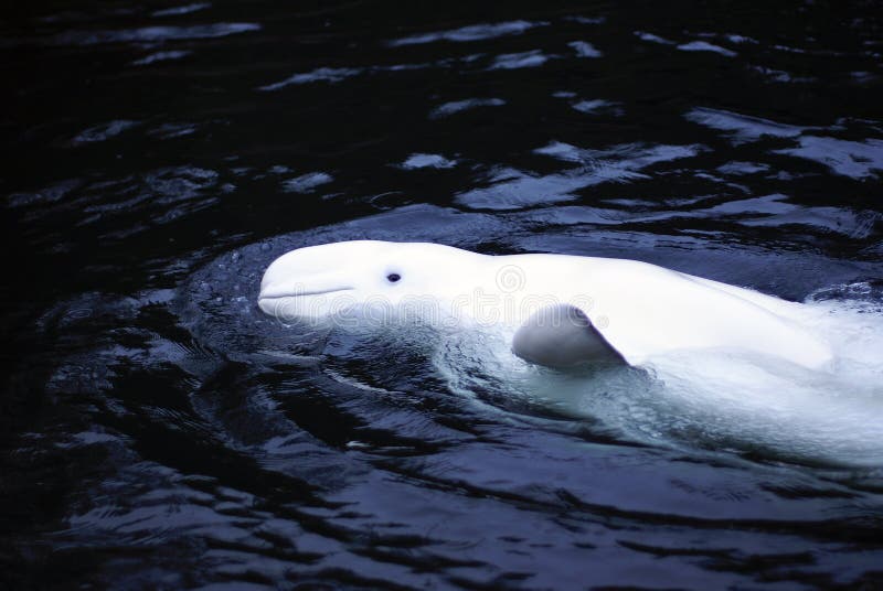 Beluga whale tail stock photo. Image of arctic, belugas - 104872