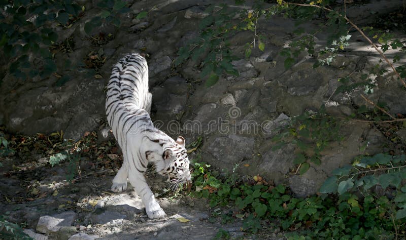 White Benagal Tiger stock image. Image of bengal, hunting - 41159869
