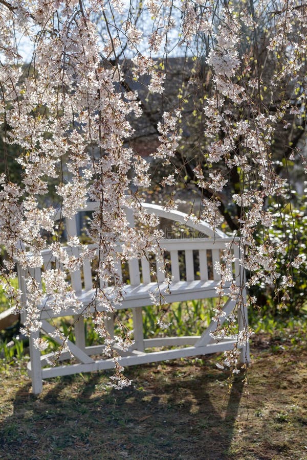 White Bench and a Flowering Tree in the Spring Garden Stock Image ...