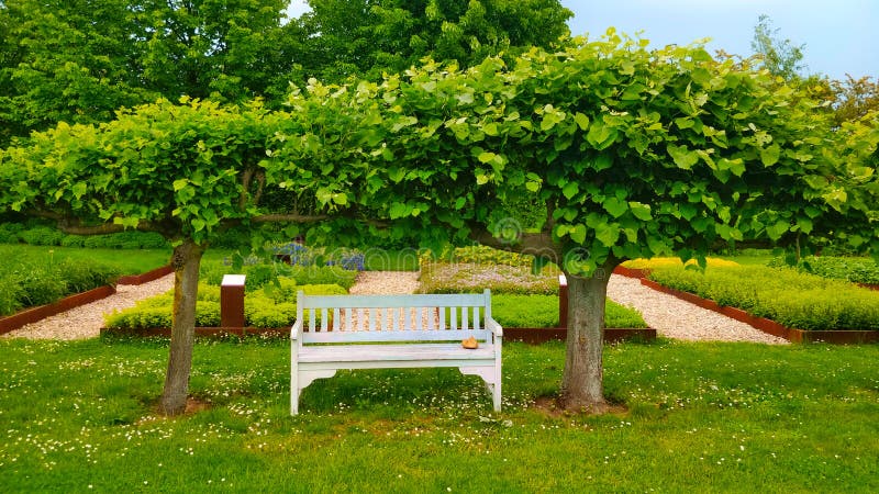 White Bench between Two Small Trees in the Park Stock Image - Image of ...