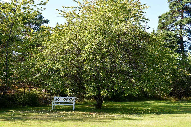Apple Tree in the Meadow. Norway. Stock Photo - Image of summer, norway ...