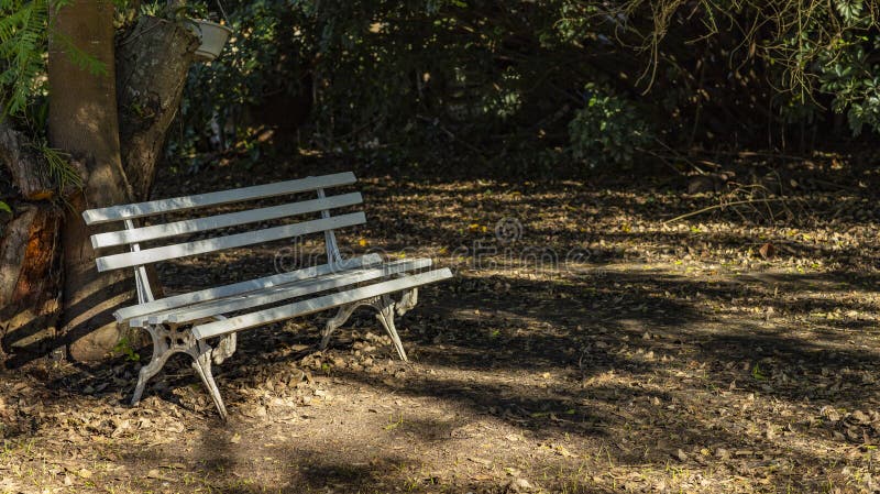 White Bench Under the Tree, Nature Abstract Background Stock Photo ...