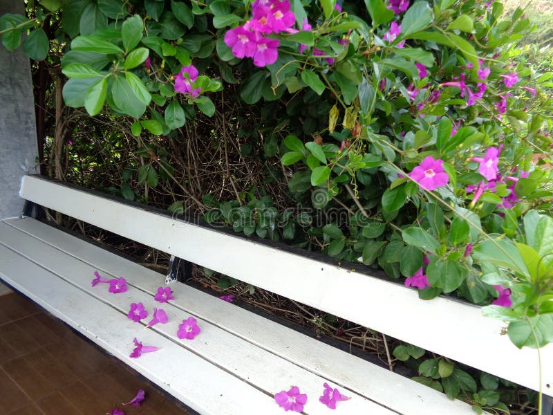 White Bench Under the Vivid Color Flowering Tree Stock Photo - Image of ...
