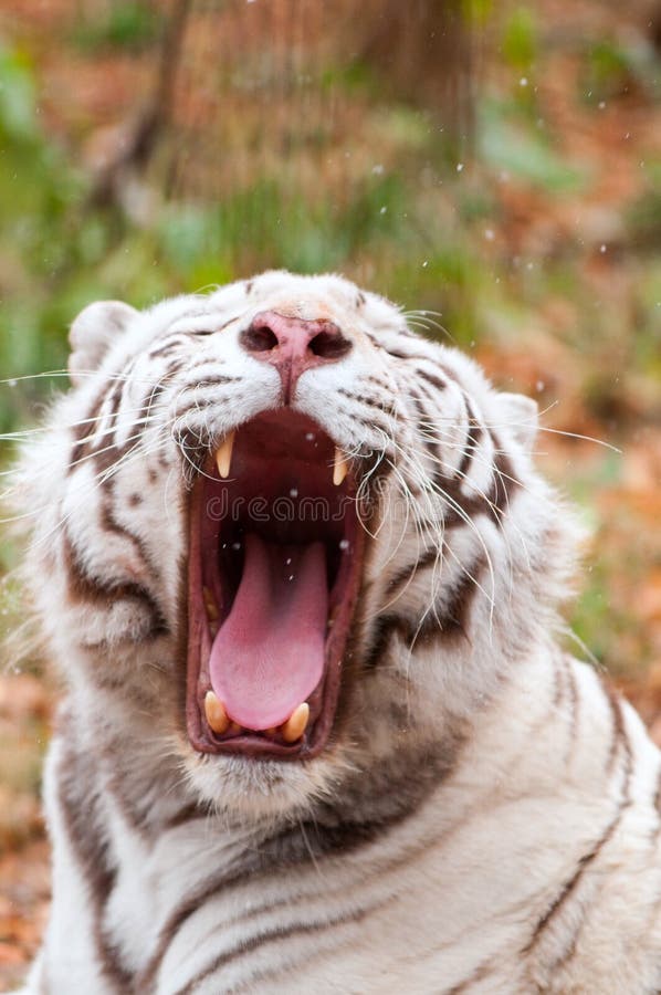 White Bengal Tiger stock photo. Image of panther, mammal - 16657786