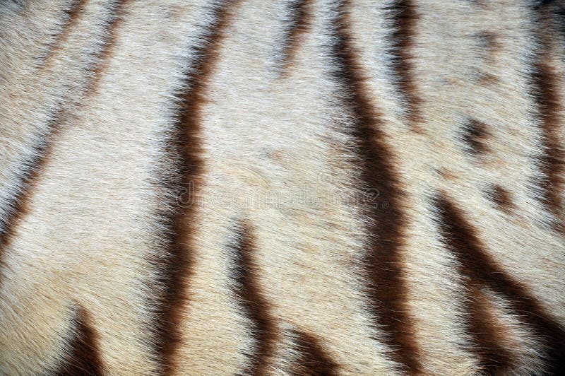 Real White Bengal Tiger Skin Stock Photo - Image of decorative, leather ...