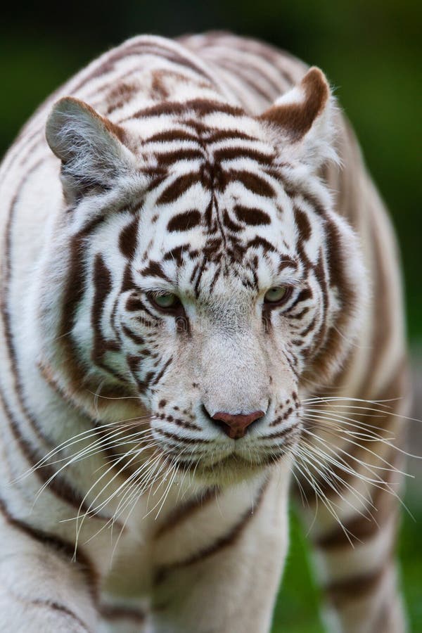 White Bengal Tiger stock image. Image of nature, large - 22388053