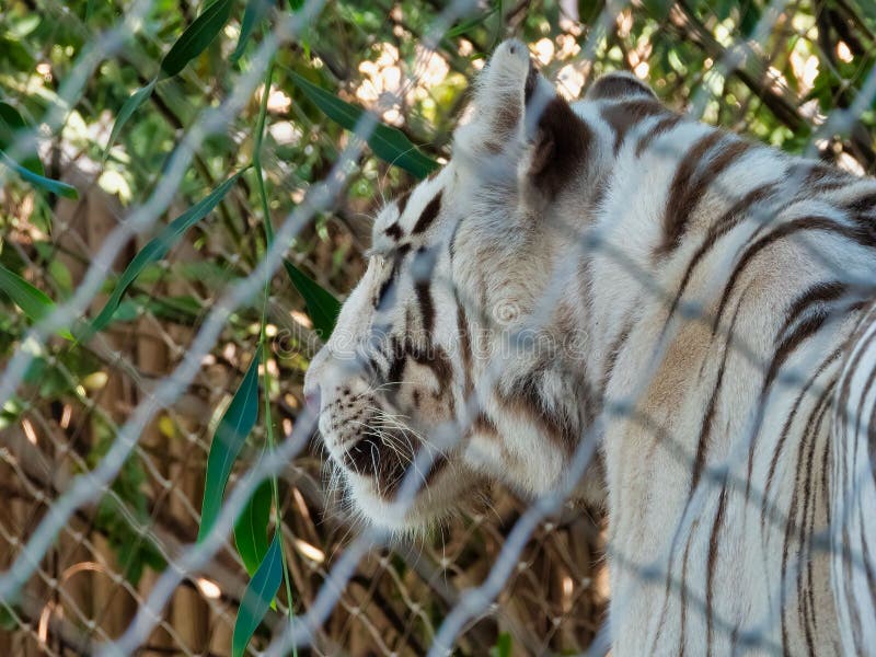 White Bengal Tiger Behind the Bars in the Zoo in Closeup Stock Image ...