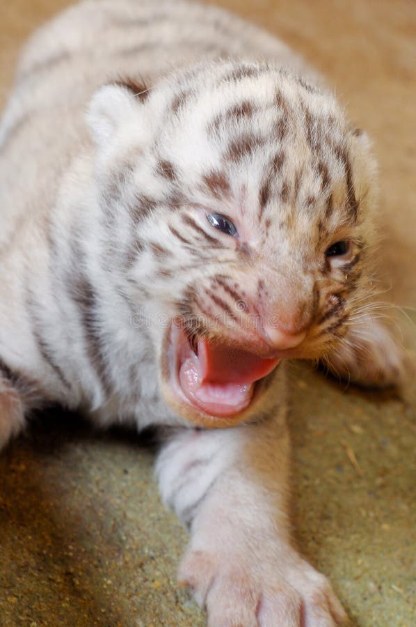 White bengal tiger cub stock photo. Image of group, furry - 34943362