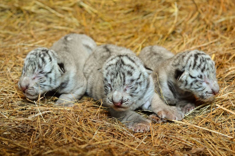 White bengal tiger cub stock photo. Image of black, newborn - 34943284