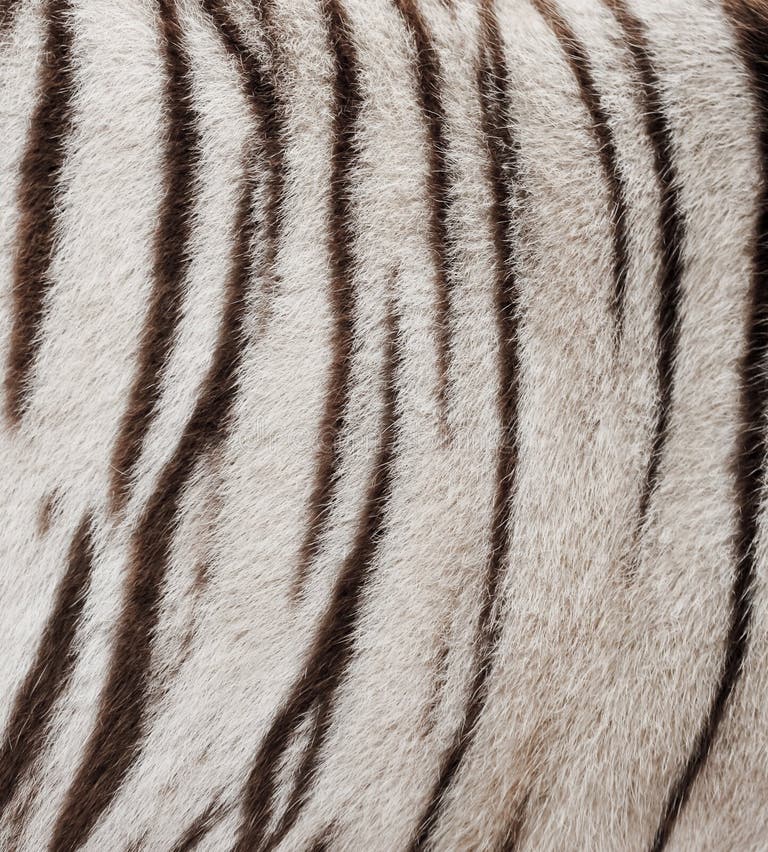 3,153 Bengal Tiger Stripes Pattern Stock Photos - Free & Royalty-Free ...