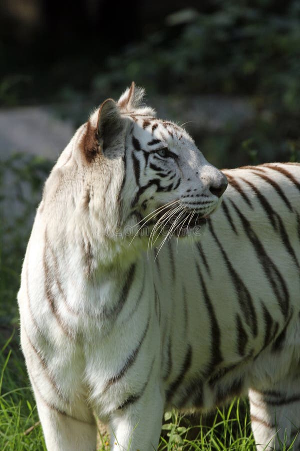 White Bengal tiger stock image. Image of grace, blue - 83877983
