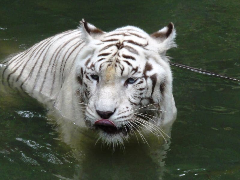 White Bengal Tiger stock image. Image of tigers, asia - 46447553