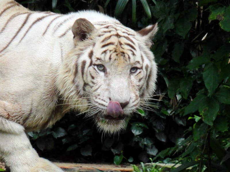 White Bengal Tiger stock image. Image of nature, lips - 46447569