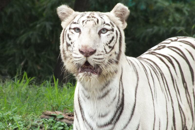 White Bengal Tiger Looking Hungry Stock Image - Image of white, bengal ...