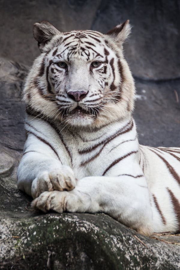 White Bengal Tiger, Lying, Relax, and Watching on Cliff Stock Image ...