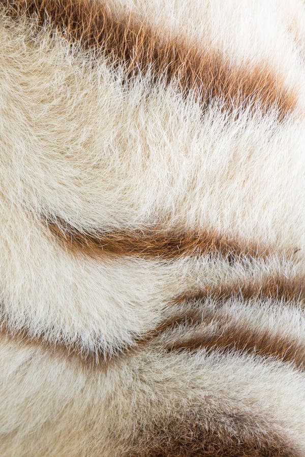 White bengal Tiger pattern stock image. Image of striped - 47201711