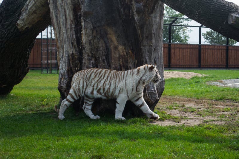 White Bengal tiger stock photo. Image of predator, eating - 77436392