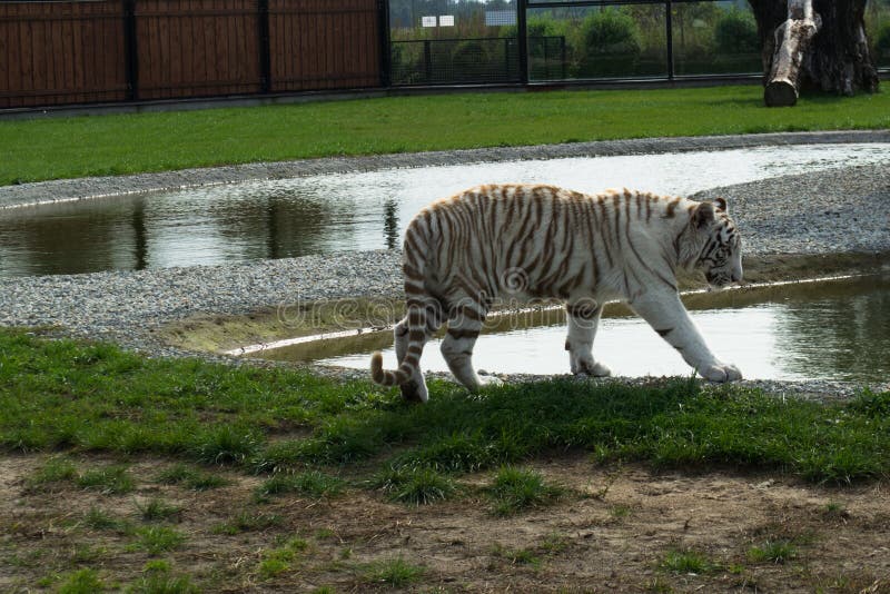 White Bengal tiger stock image. Image of grass, refreshment - 77436413