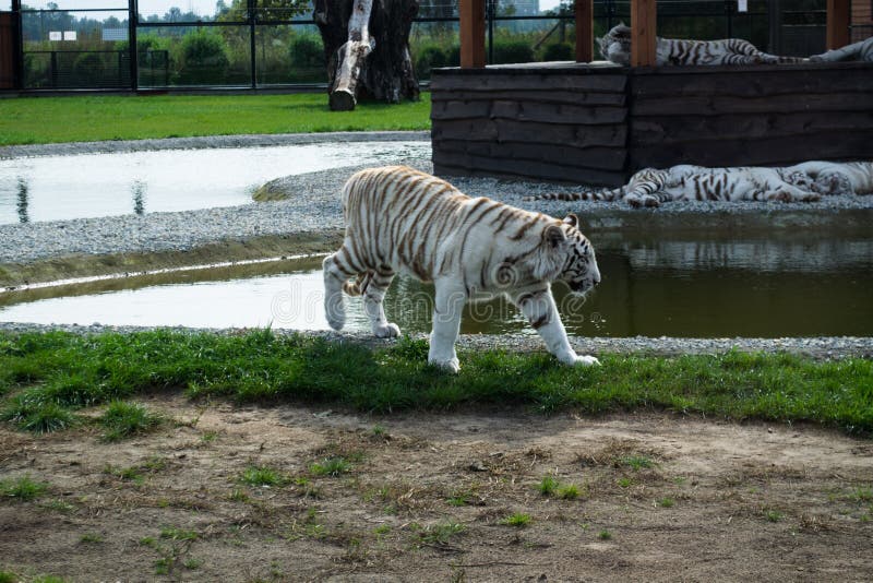 White Bengal tiger stock photo. Image of grass, mammal - 77436466