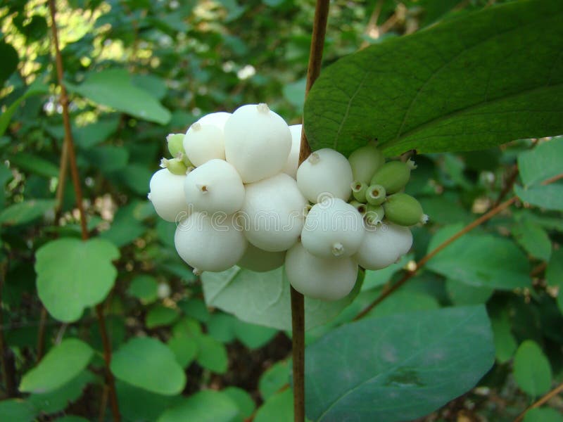 White berries on a bush stock image. Image of thorn, autumn - 60038883