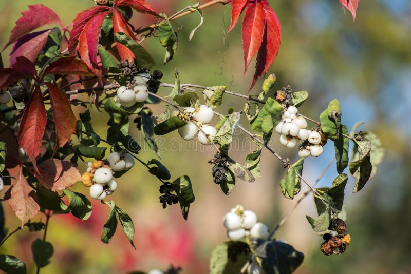White Berries of Common Snowberry Stock Image - Image of wolf, albus ...